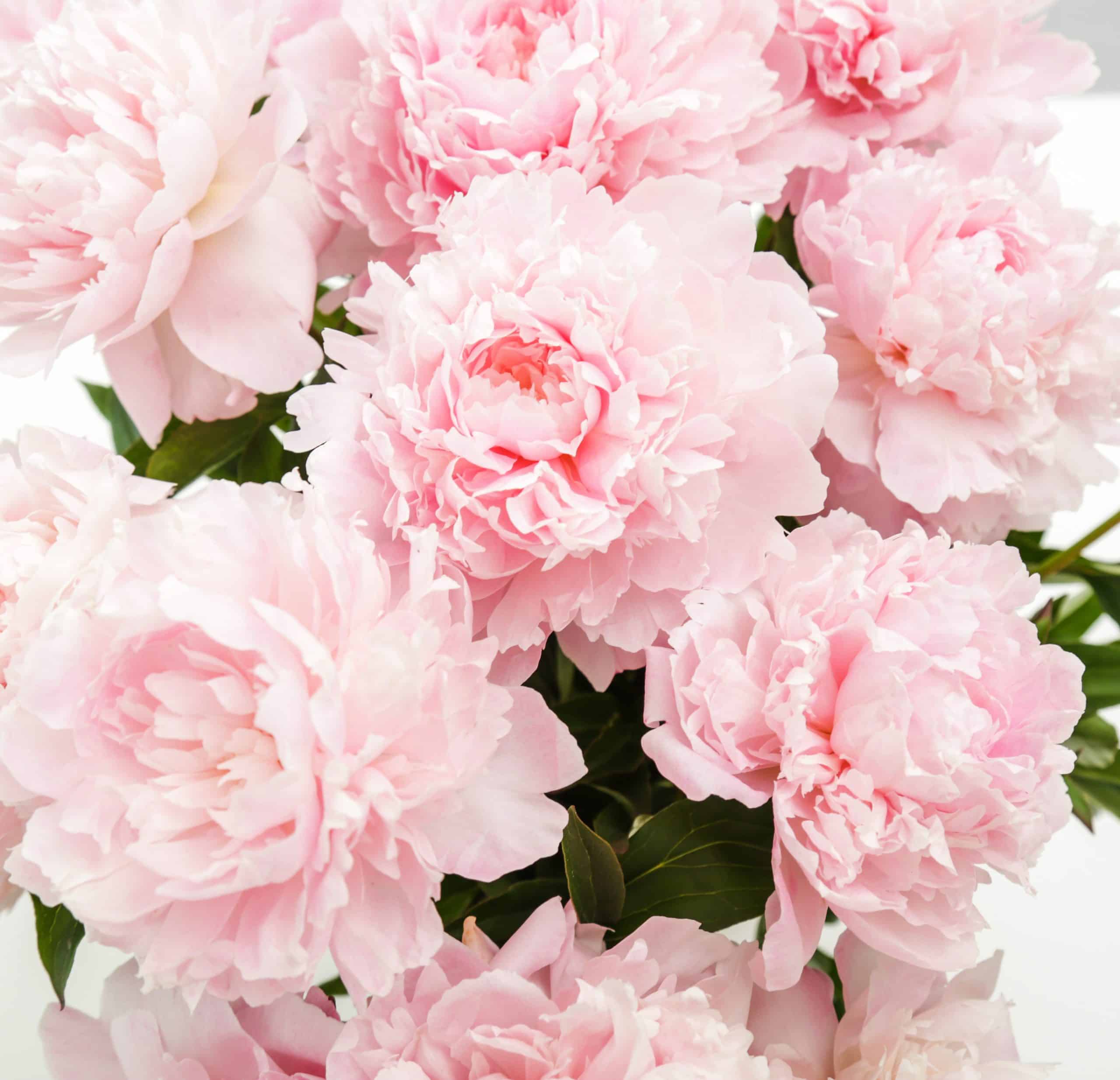 Peonías: Tipos de flores y su uso en bodas y eventos - Eventos BCN